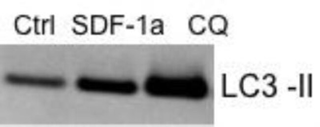 LC3B Antibody, DyLight 550 0.1mL; DyLight 550:Antibodies, Polyclonal ...